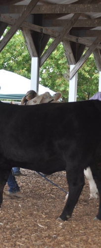 Welcome to the Hancock County Fair - Hancock County Fair