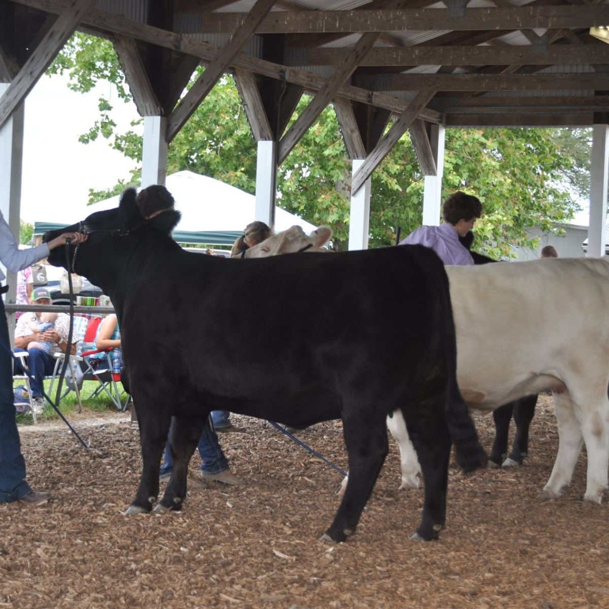 Welcome to the Hancock County Fair - Hancock County Fair